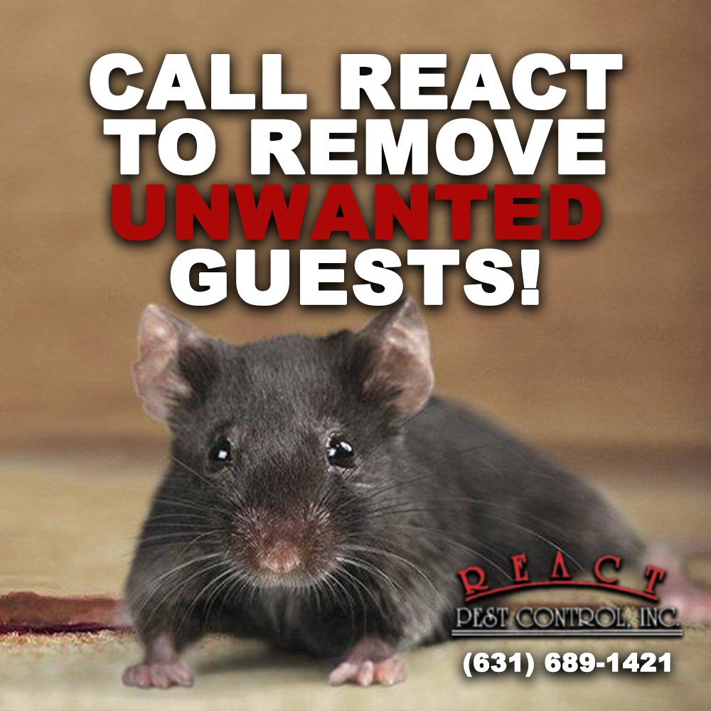 Long Island Rodent Control - React Pest Control, Inc.
